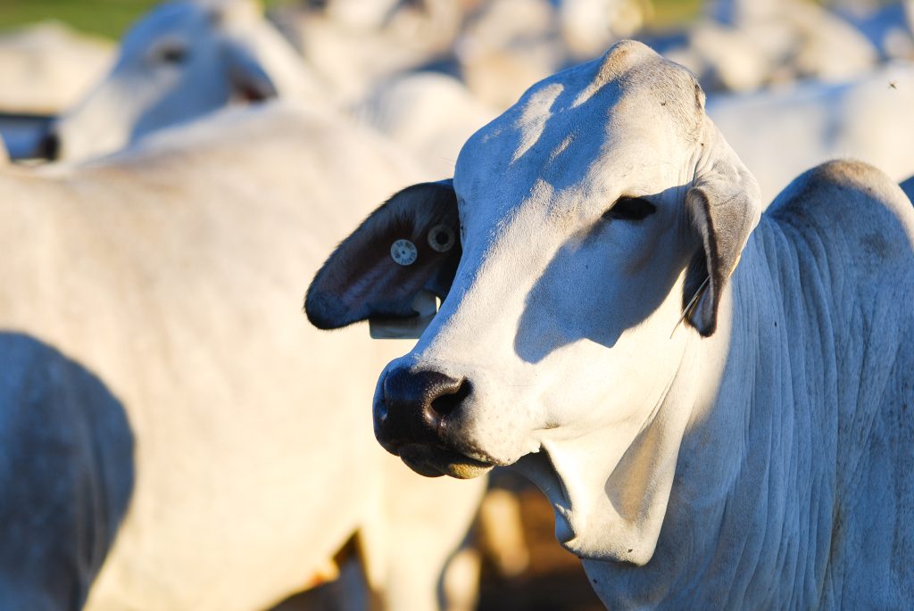 Nbryo| 7 years in 7 days