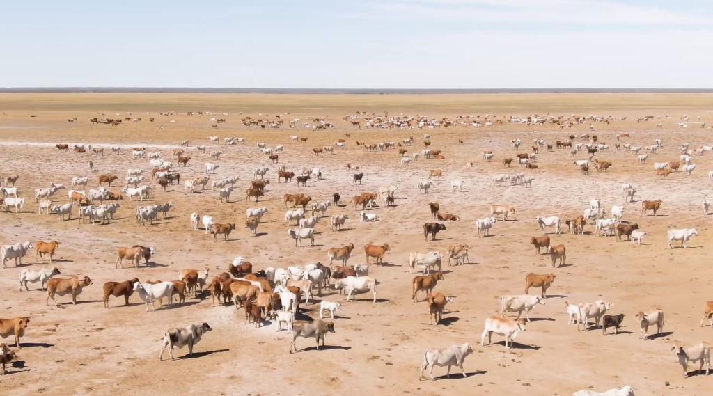 Nbryo | Revolutionising Global Beef & Dairy Production