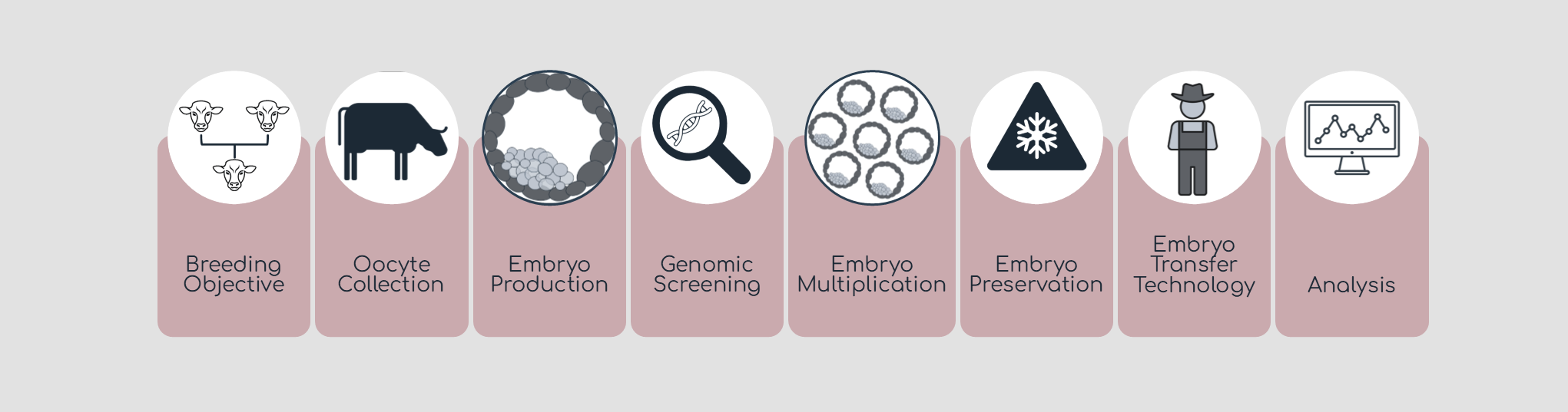 Our Services | Genetic Livestock Breeding Solutions | Nbryo