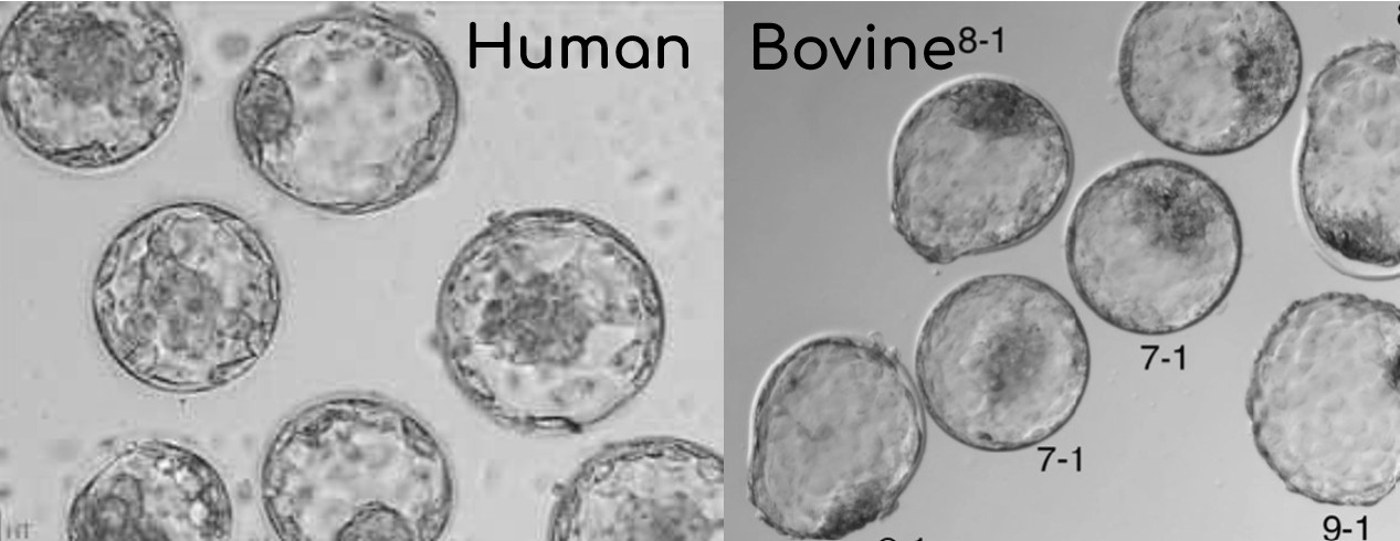 Reproductive Frontiers: Human IVF & the Bovine Revolution with Nbryo ...