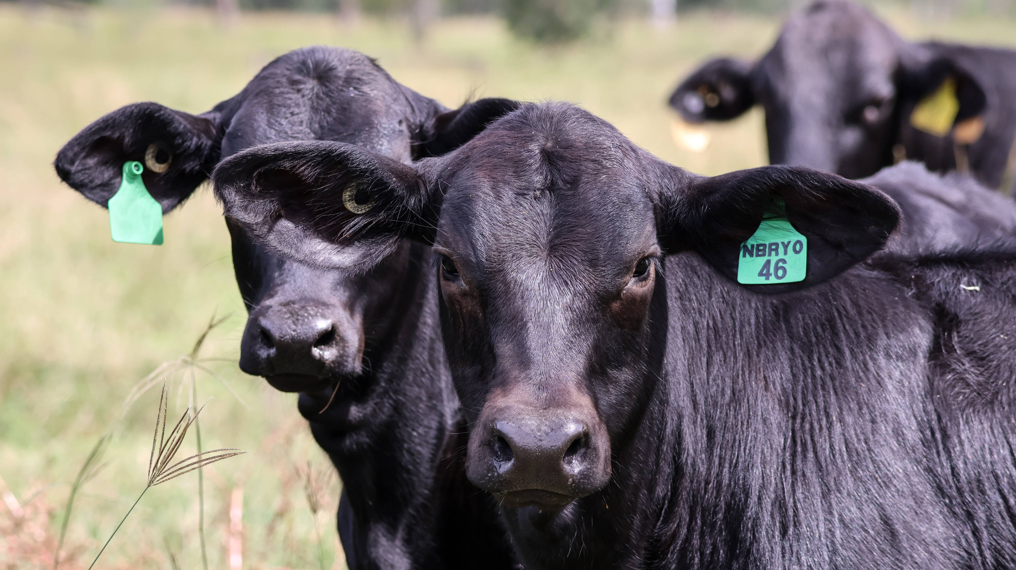 Nbryo | More Calves for Less Cost: A Breakthrough in Bovine Embryo ...